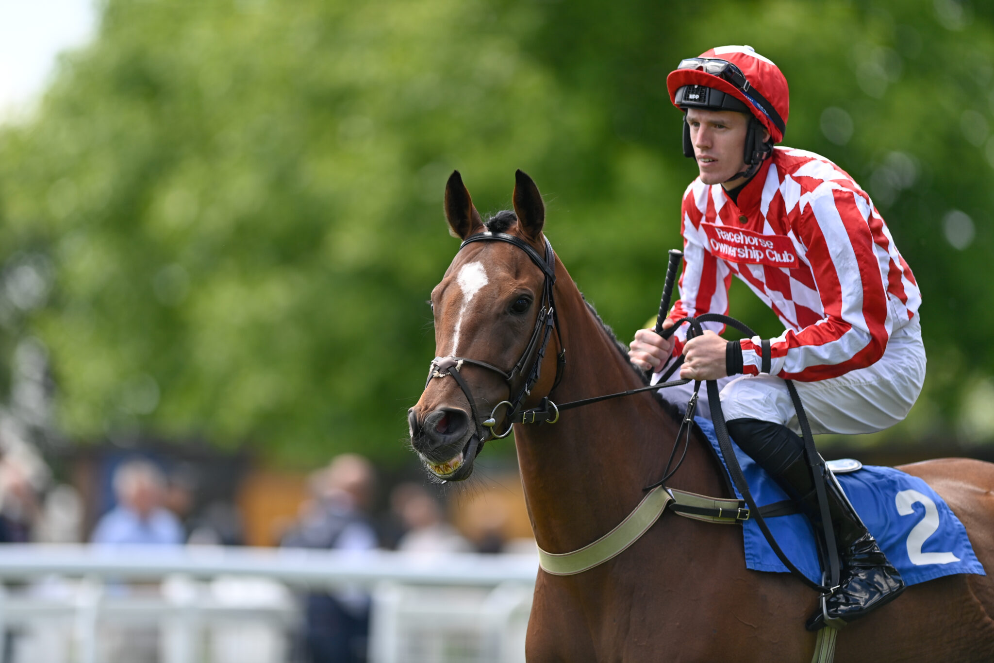 Blitz Spirit - Racehorse Ownership