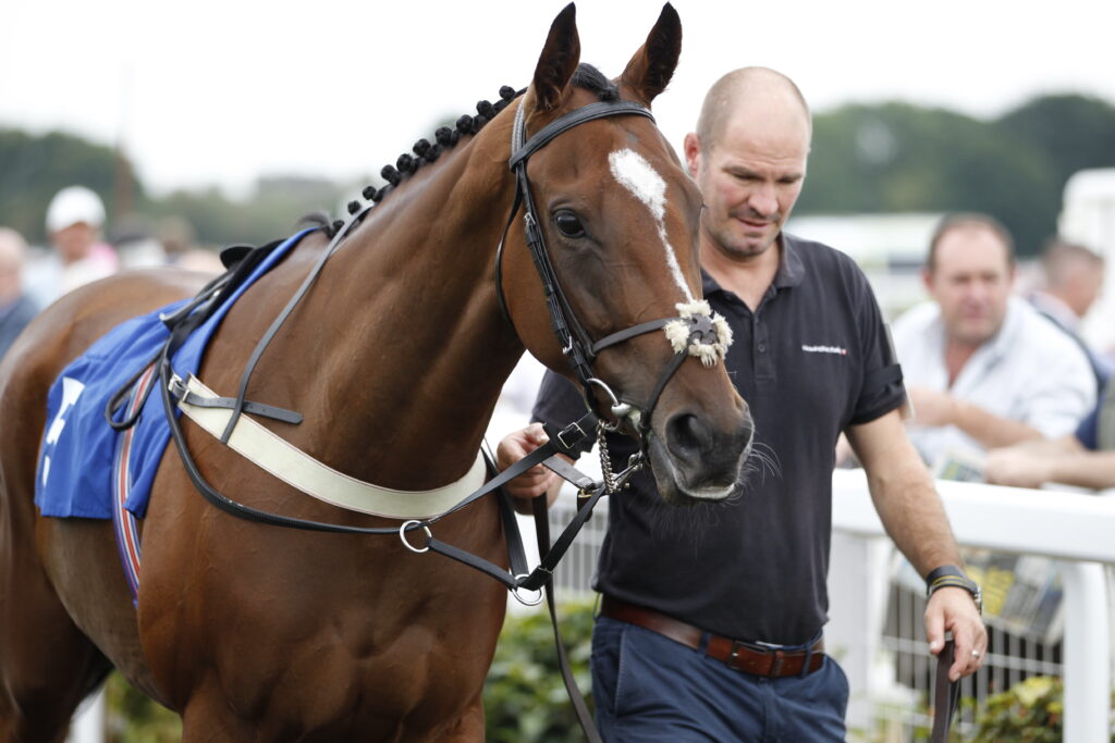 Blitz Spirit - Racehorse Ownership