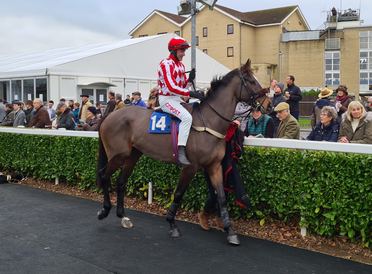 Rock Of Star Profile & Updates - Racehorse Ownership