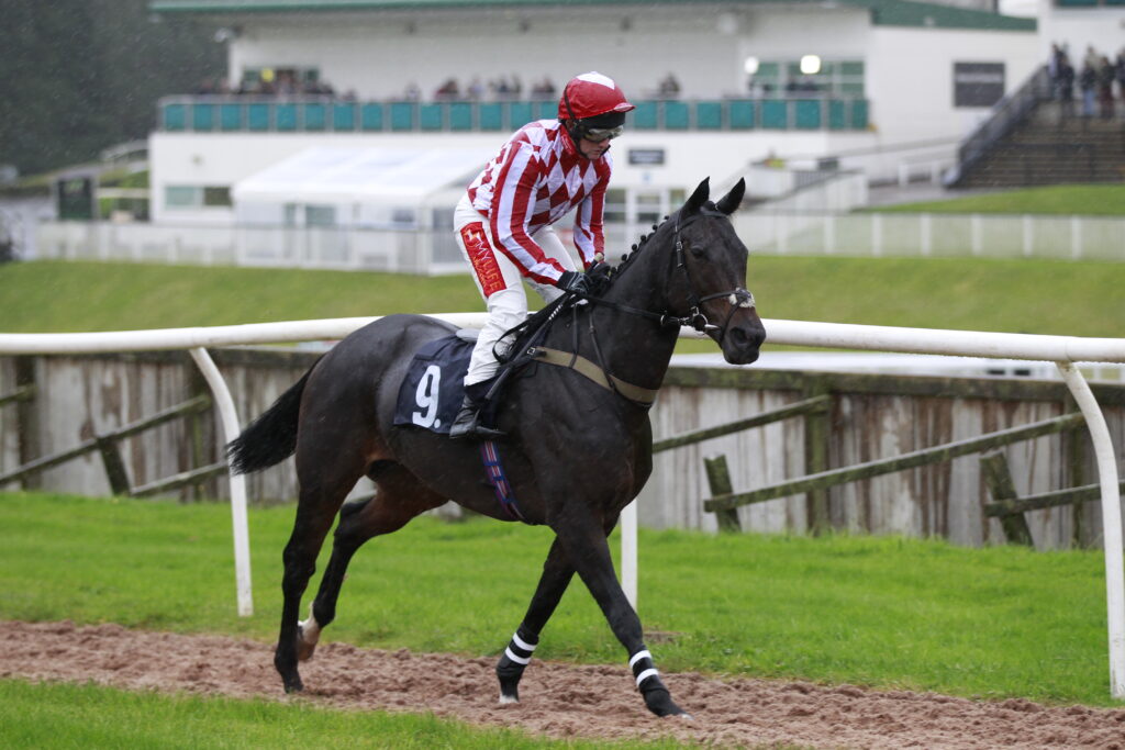 Near Dark - Racehorse Ownership