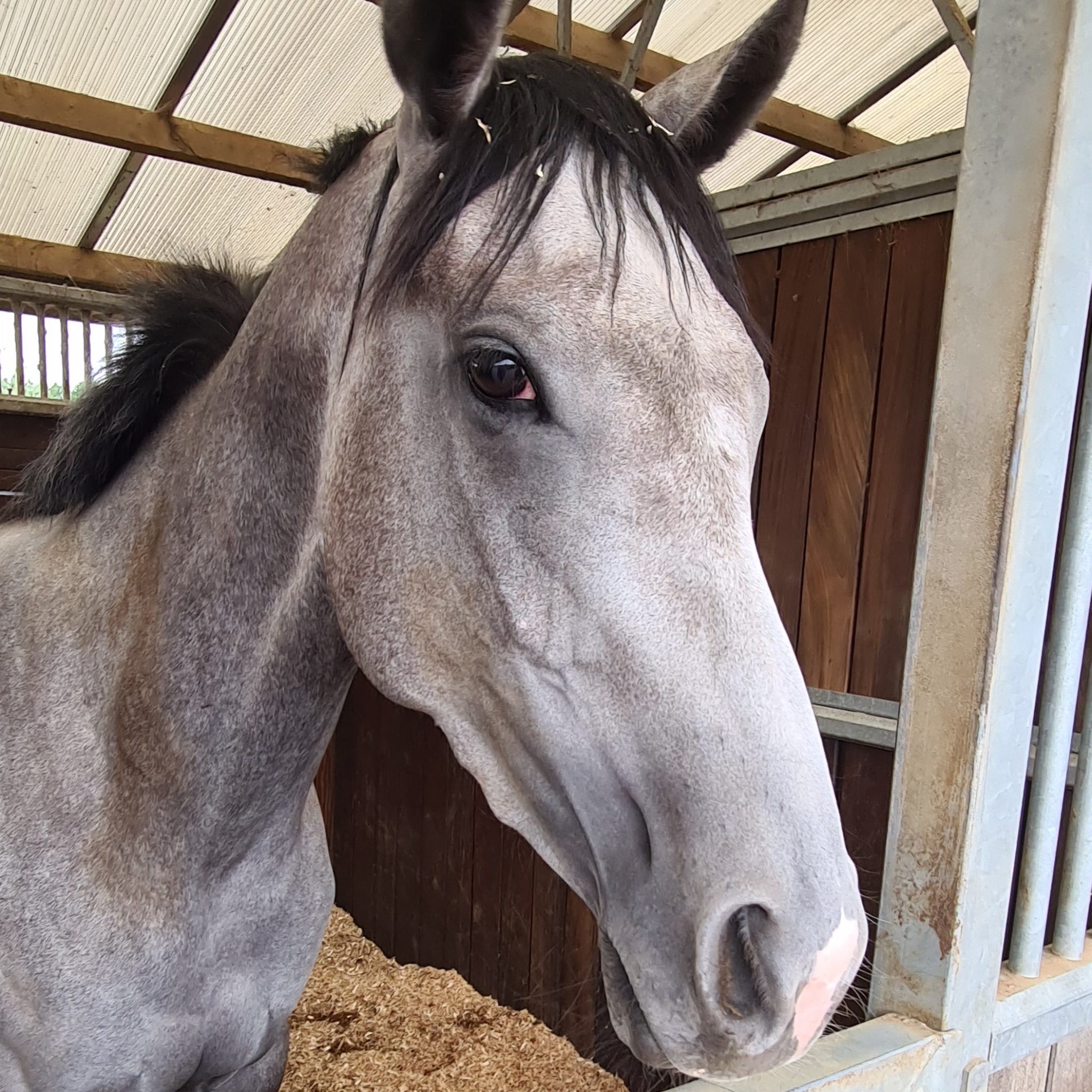 Racehorse Ownership - Own a share in a racehorse for a year.