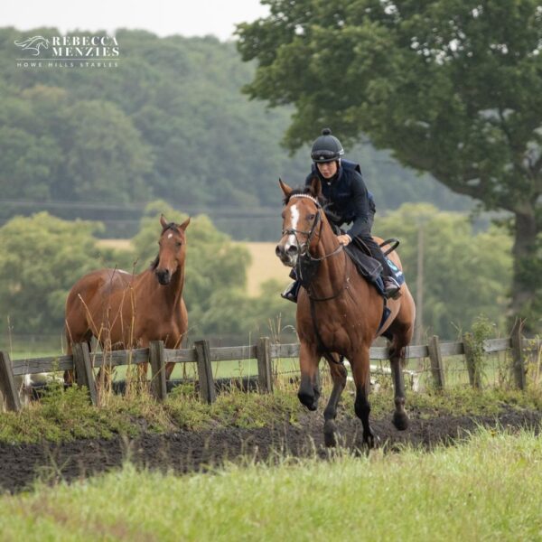 Apache Canyon - Racehorse Ownership