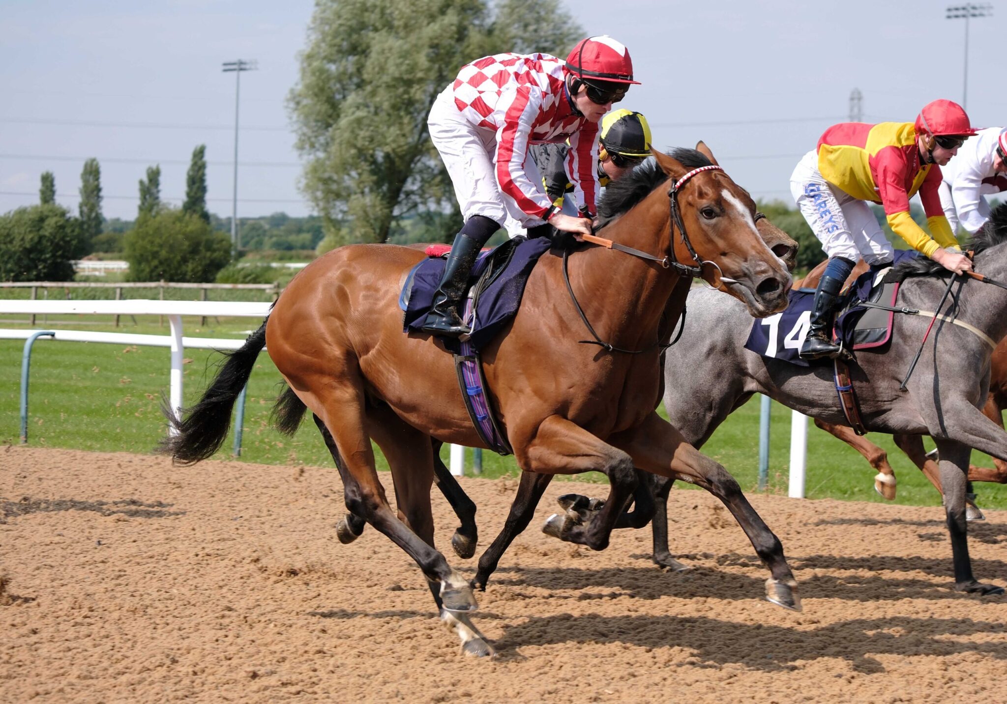 Apache Canyon - Racehorse Ownership