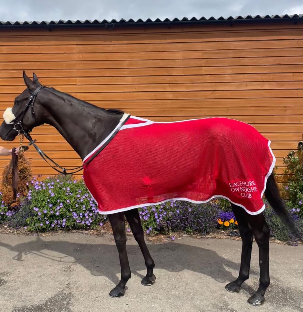 Grand Style - Racehorse Ownership