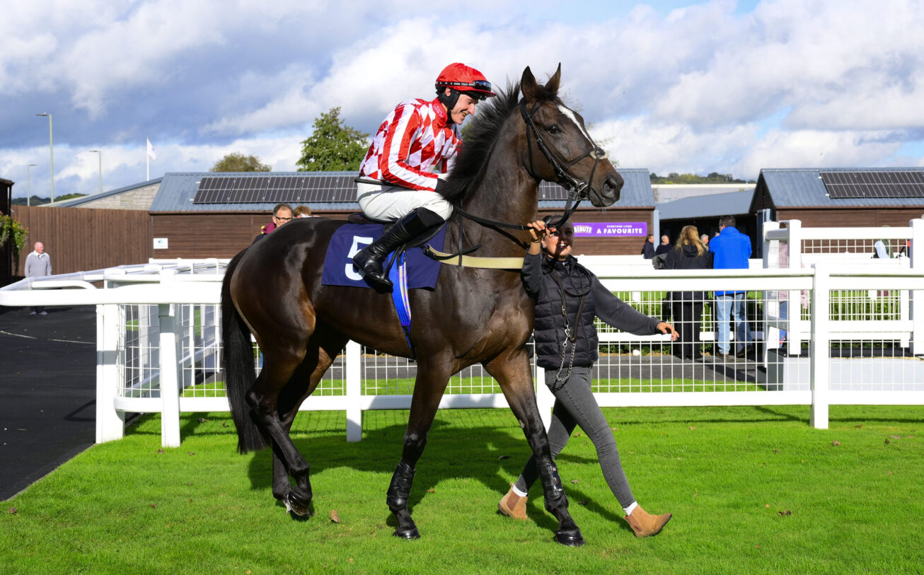 Rock Of Star Profile & Updates - Racehorse Ownership