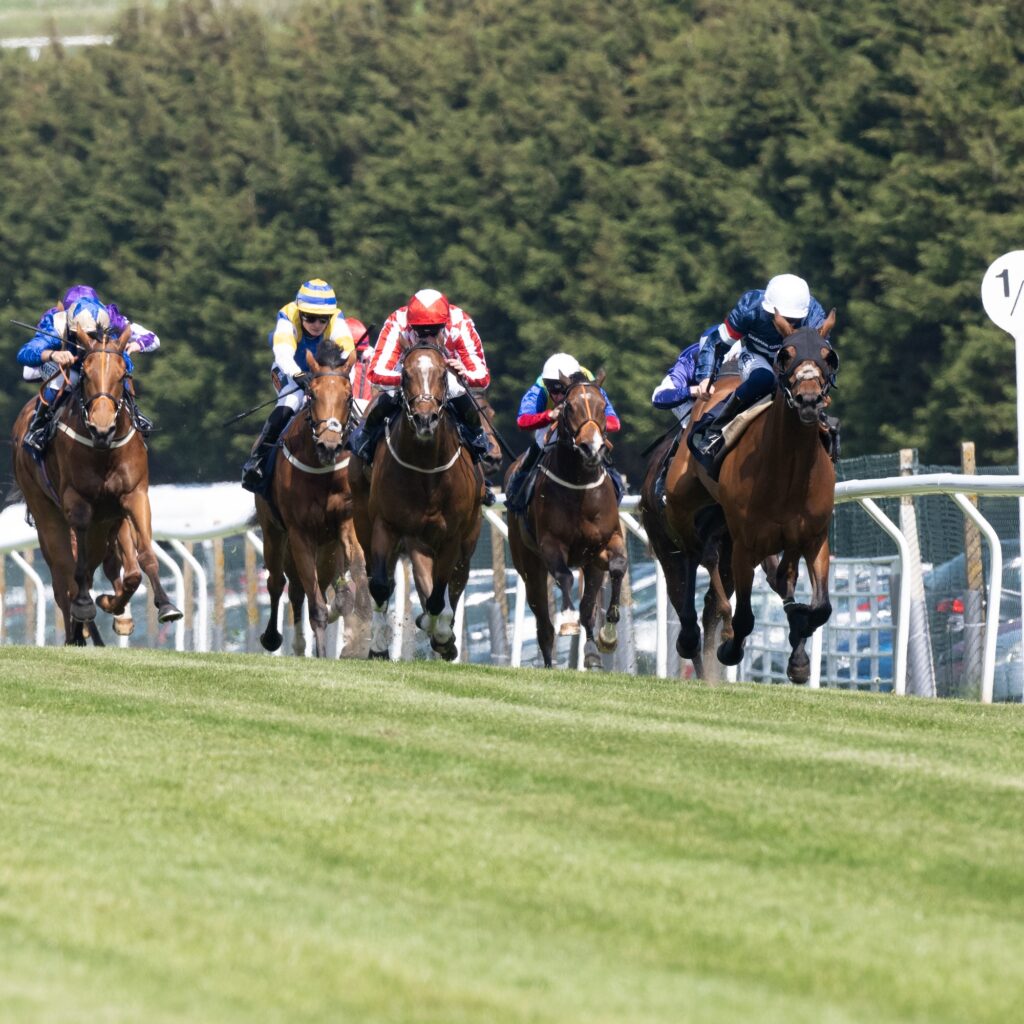 Flat Horse Bundle - Racehorse Ownership