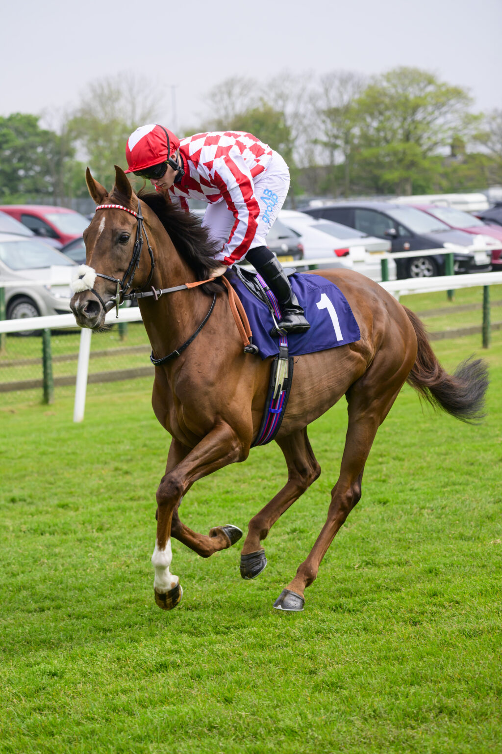 Love is a Rose - Racehorse Ownership